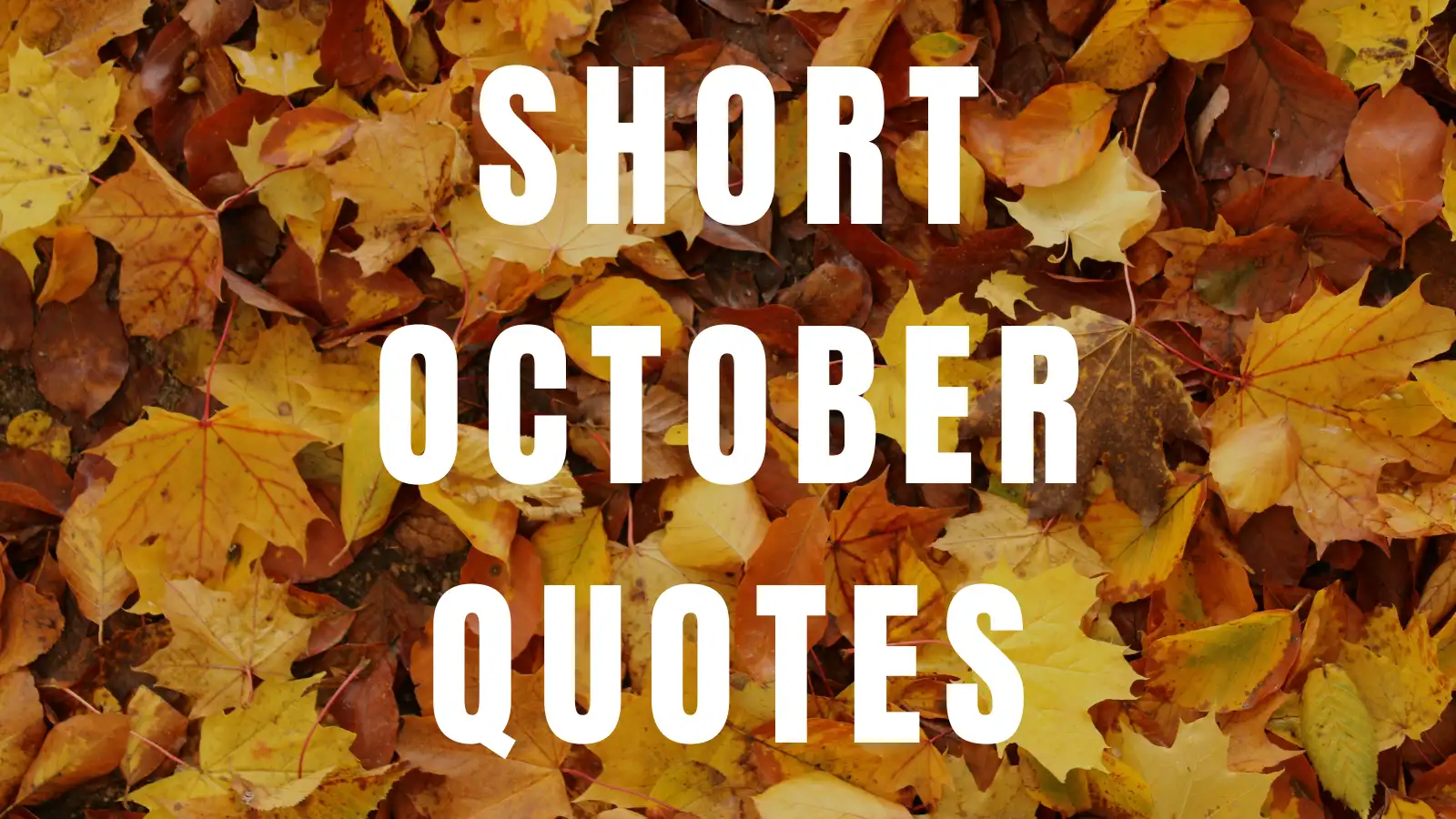 50 October Quotes for Instagram - Occasion Talk